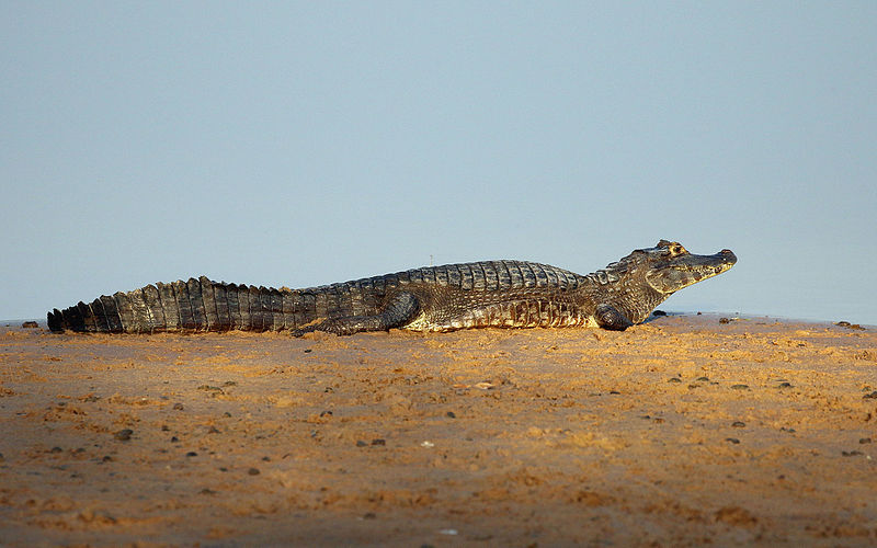 Yacare Caiman | Discover Animals