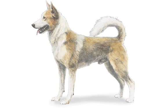 Canaan Dog | Discover Animals