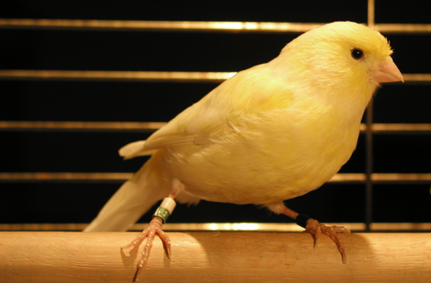 Canary | Discover Animals